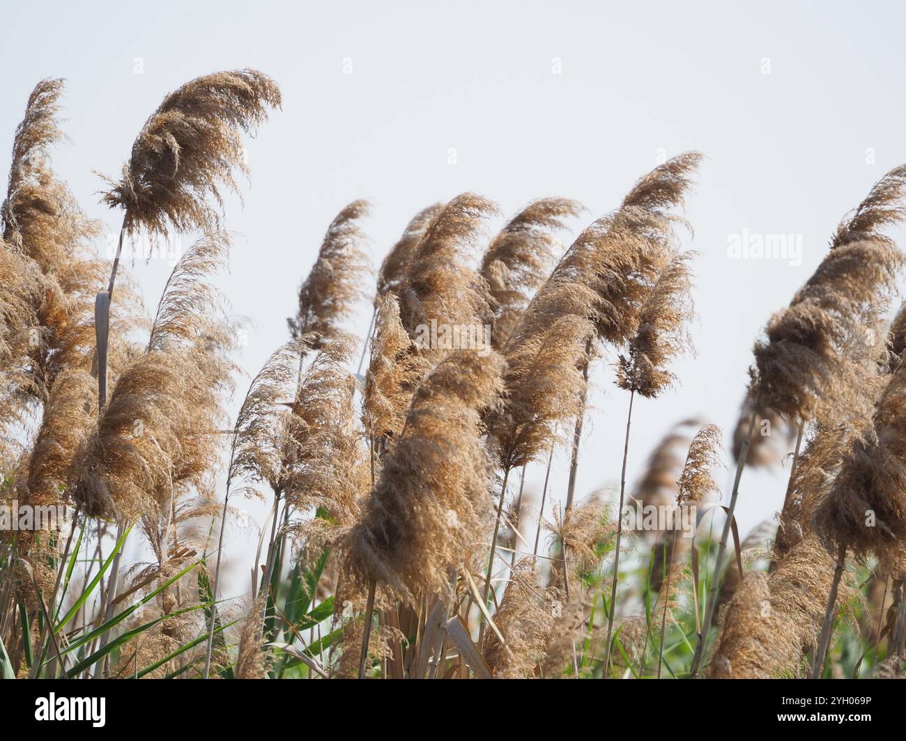 common reed (Phragmites australis Stock Photo - Alamy