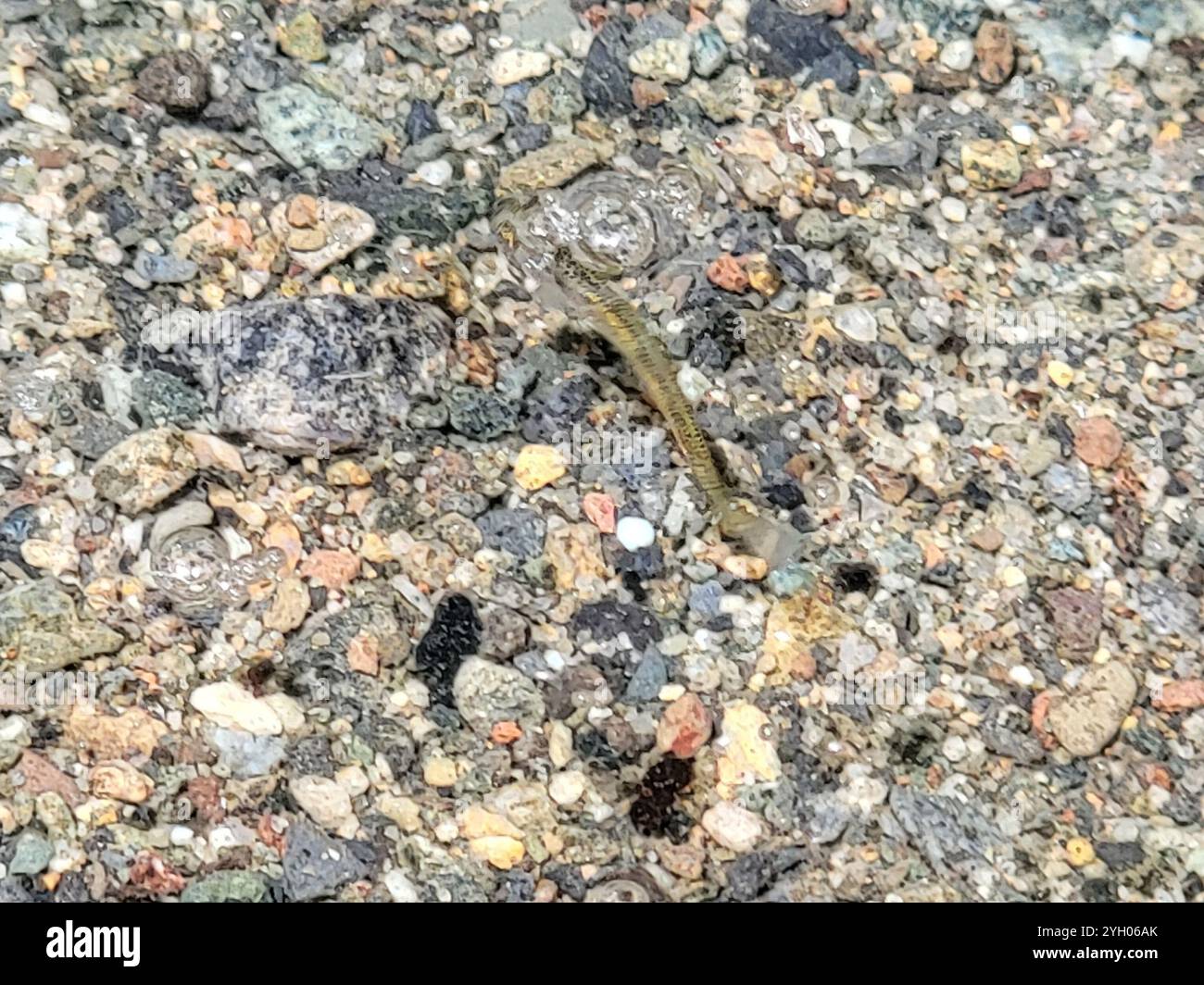 Ray-finned Fishes (Actinopterygii Stock Photo - Alamy