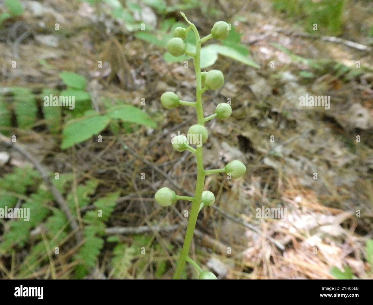 shinleaf (Pyrola elliptica Stock Photo - Alamy