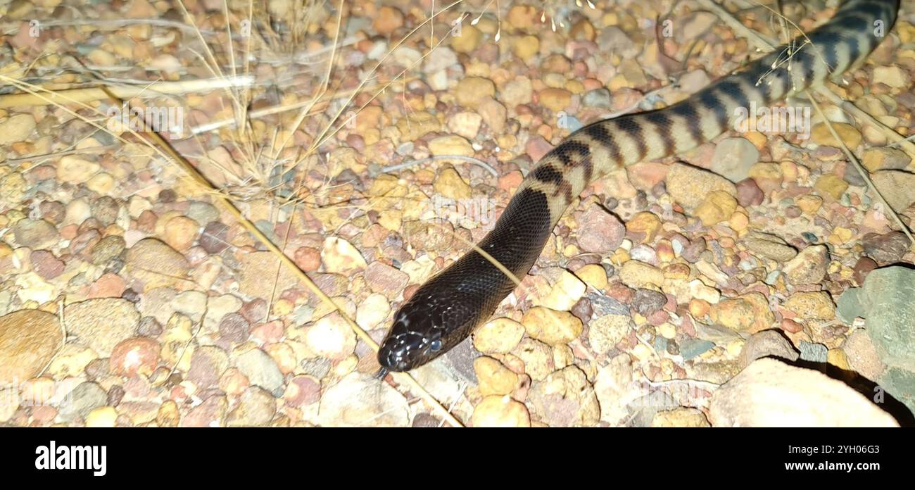 Black-headed Python (Aspidites melanocephalus Stock Photo - Alamy