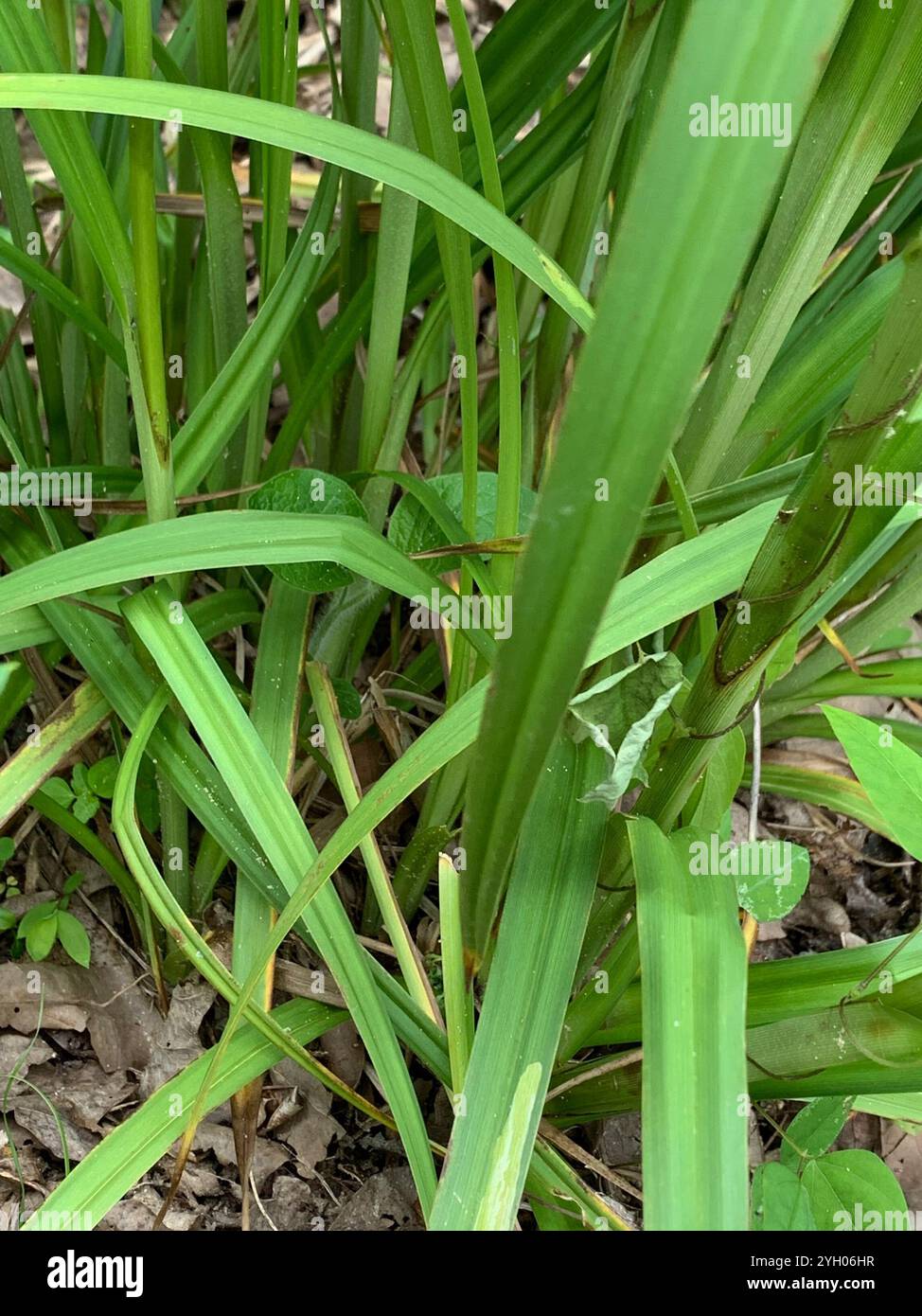 Dark Green Bulrush Complex (Scirpus atrovirens Stock Photo - Alamy