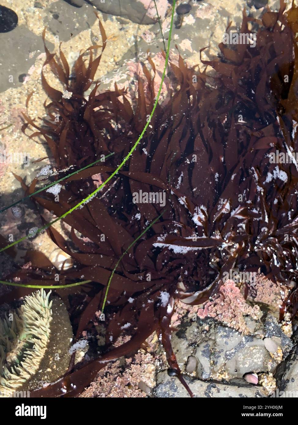 Bleach Weed (Prionitis sternbergii Stock Photo - Alamy