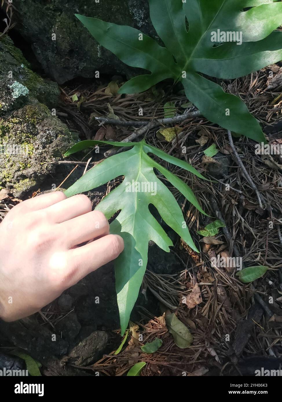 Musk Fern (Microsorum grossum Stock Photo - Alamy