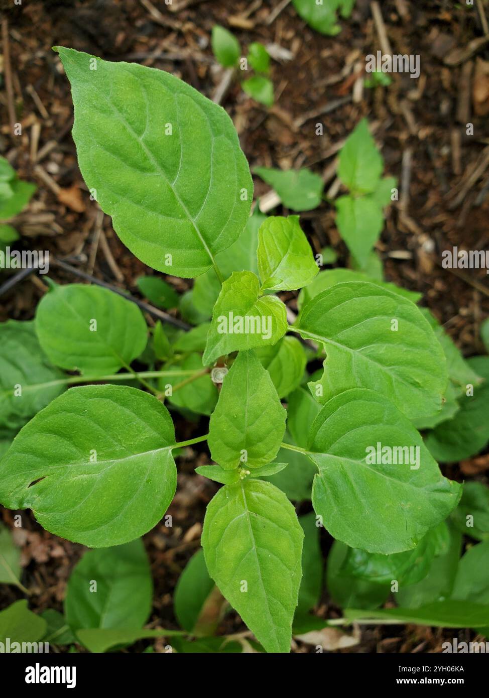 broadleaf enchanter's nightshade (Circaea canadensis Stock Photo - Alamy