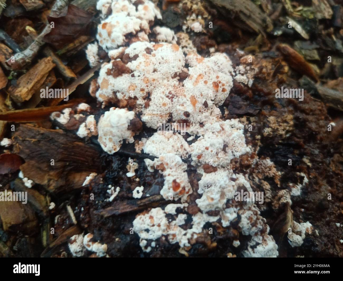 Blushing Rosette (Abortiporus biennis Stock Photo - Alamy
