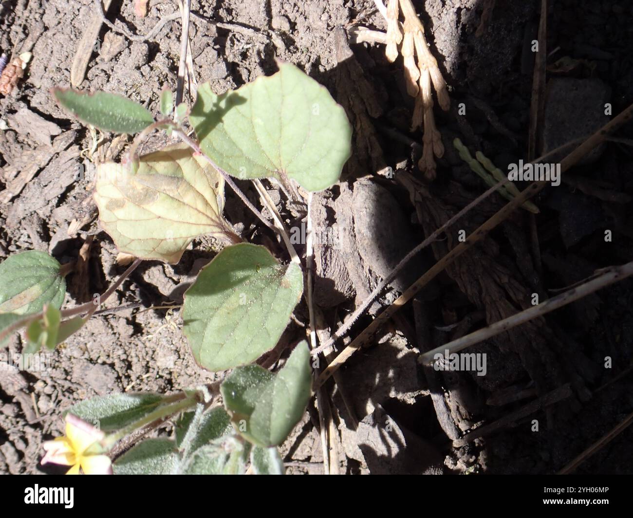 Viola purpurea hi-res stock photography and images - Alamy