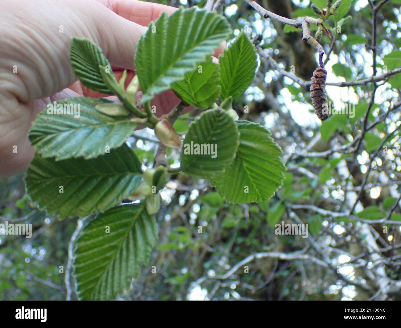 Red Alder (Alnus rubra Stock Photo - Alamy