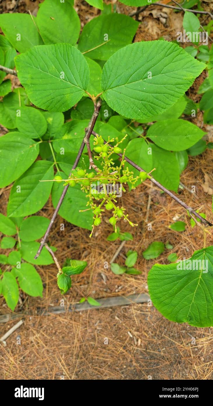 hobblebush (Viburnum lantanoides Stock Photo - Alamy
