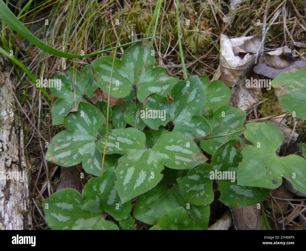 Liverleaf (Hepatica nobilis Stock Photo - Alamy