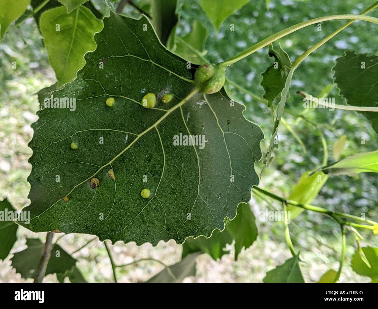Poplar Leaf-stem Gall Aphids (Pemphigus Stock Photo - Alamy