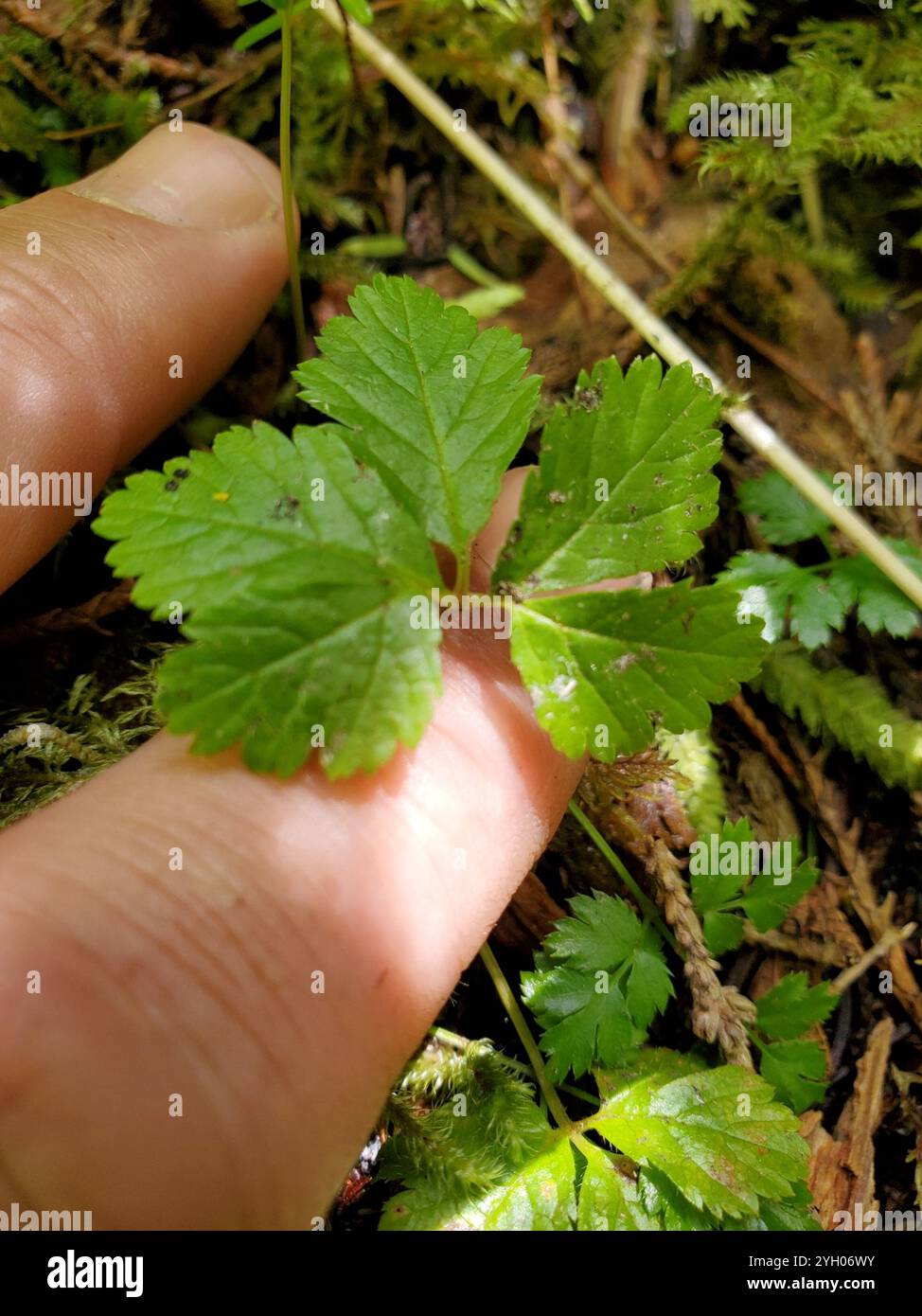 Five-leaf Dwarf Bramble (Rubus pedatus Stock Photo - Alamy