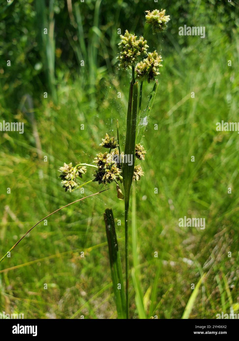 dark green bulrush (Scirpus atrovirens Stock Photo - Alamy