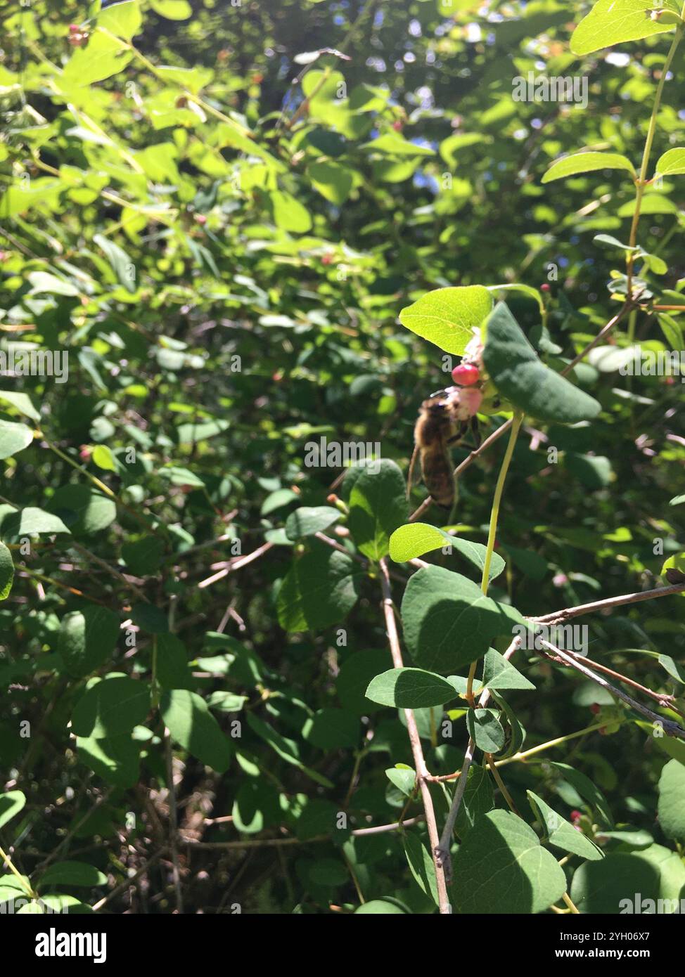 Roundleaf snowberry hi-res stock photography and images - Alamy