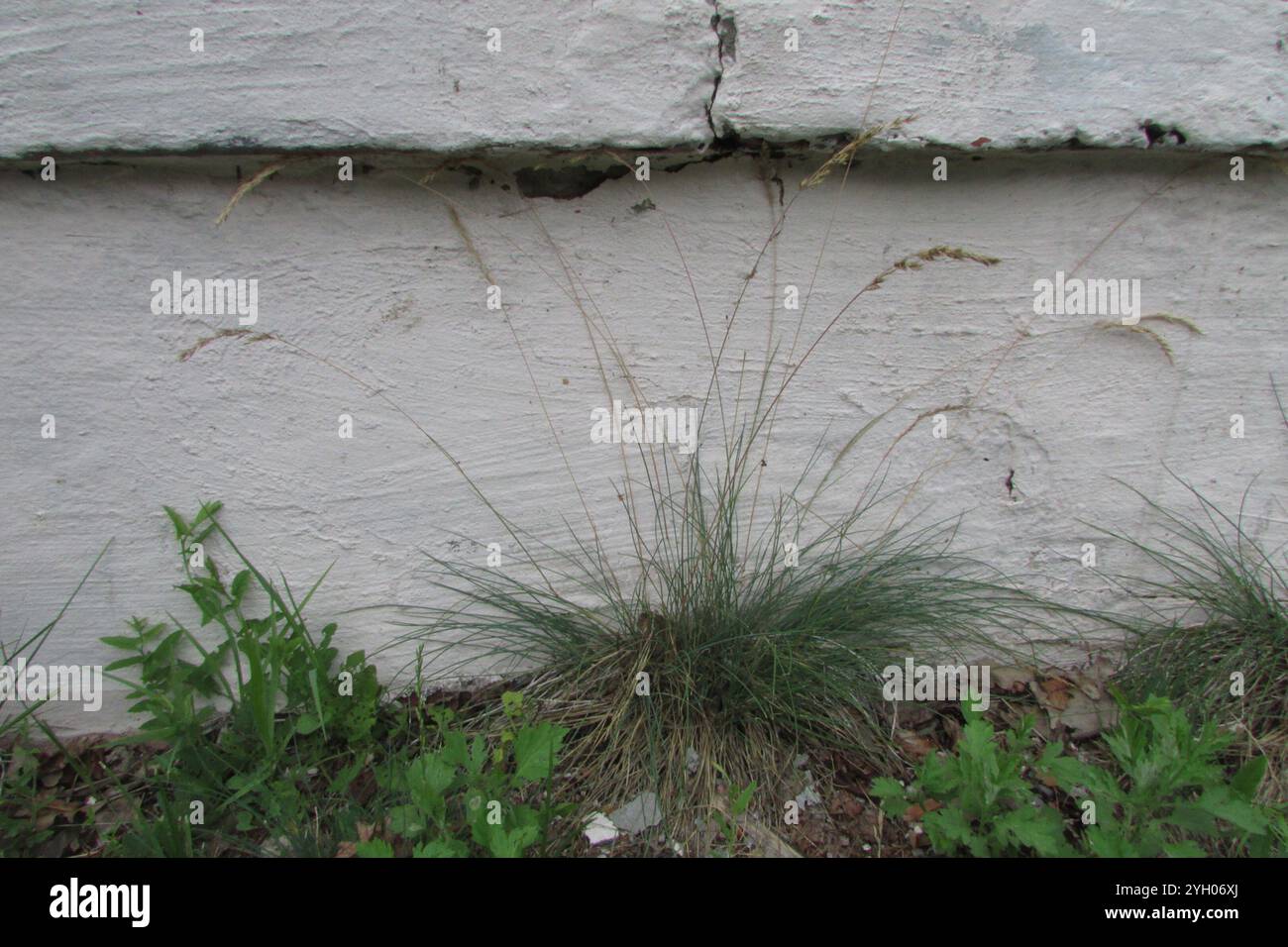 Valais Fescue (Festuca valesiaca Stock Photo - Alamy