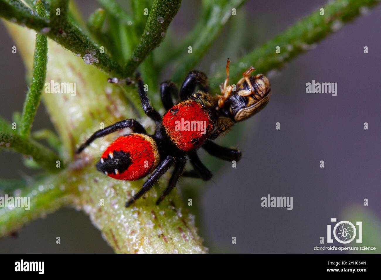 Apache Jumping Spider (Phidippus apacheanus Stock Photo - Alamy