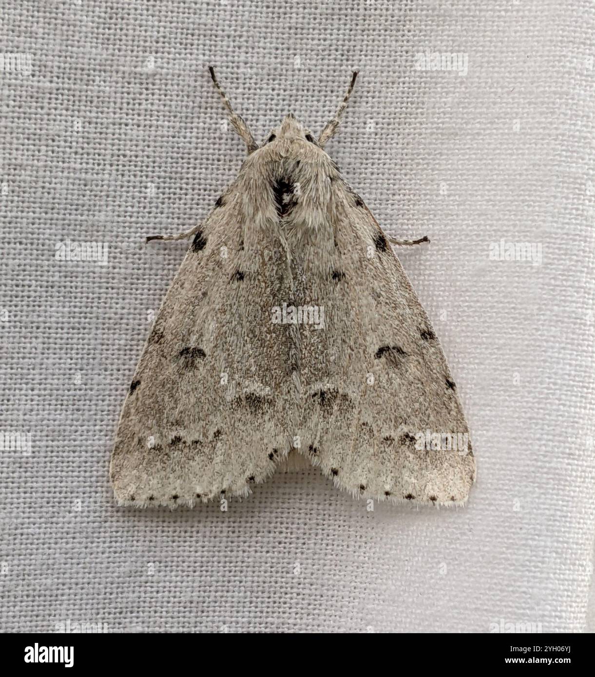 Unmarked Dagger (Acronicta innotata Stock Photo - Alamy