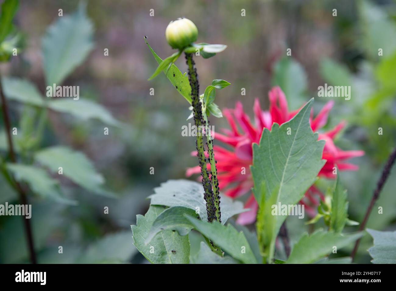young shoot with black aphid pests attacking a flower Stock Photo - Alamy