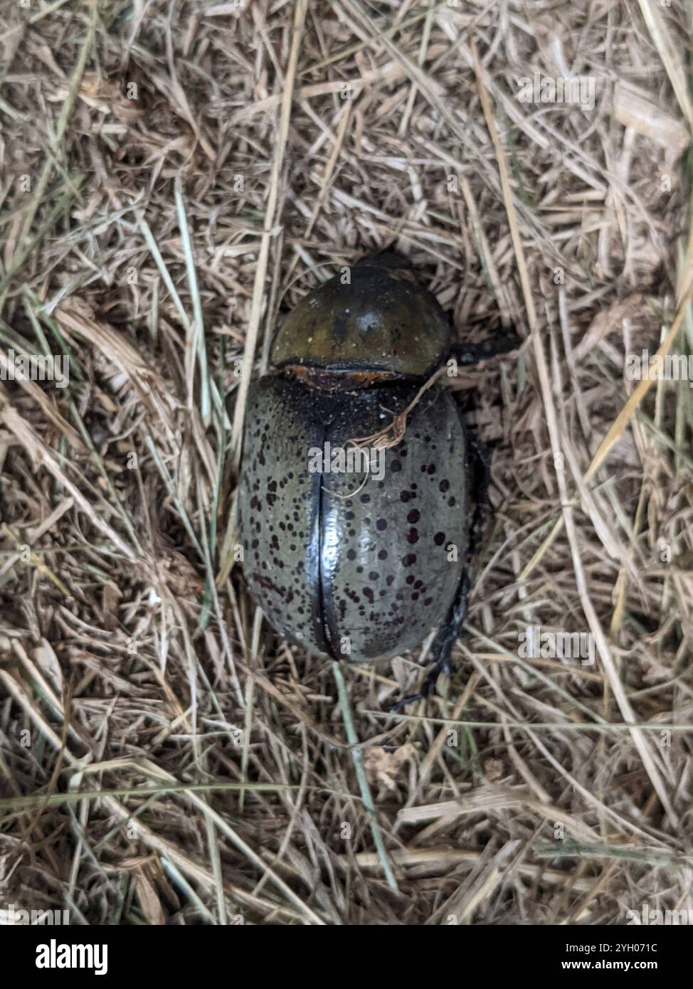 Eastern Hercules Beetle (Dynastes tityus Stock Photo - Alamy