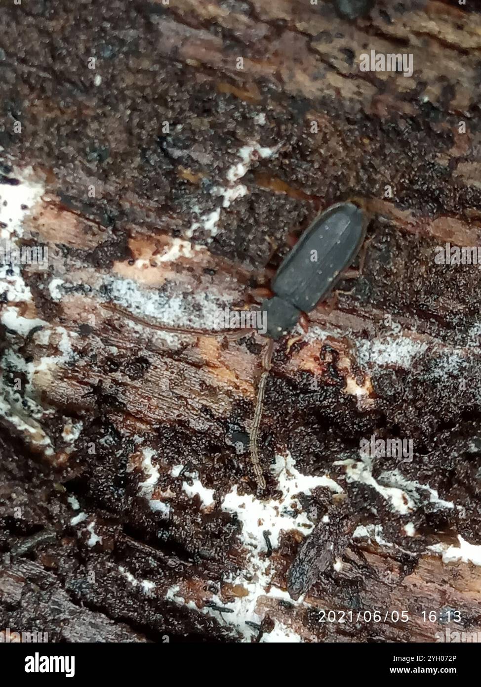 Uleiota planata hi-res stock photography and images - Alamy