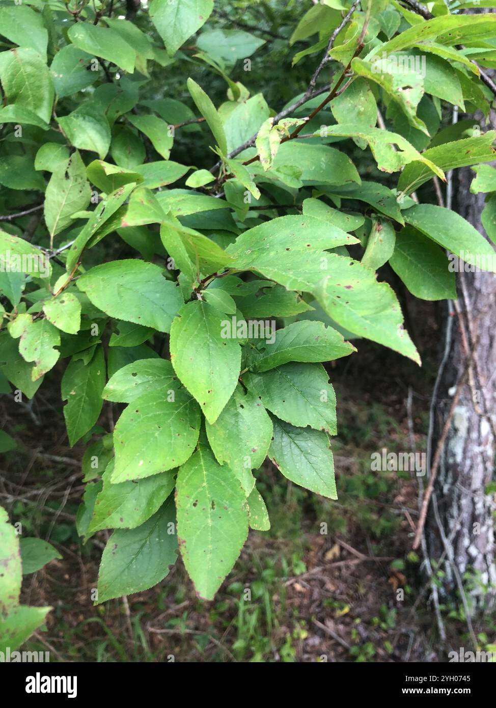 Hog Plum (Prunus umbellata Stock Photo - Alamy