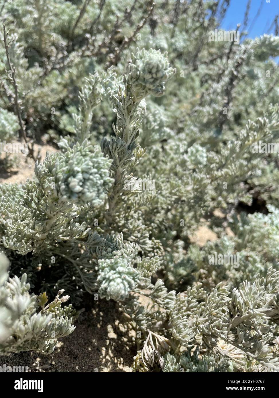 coastal sagewort (Artemisia pycnocephala Stock Photo - Alamy
