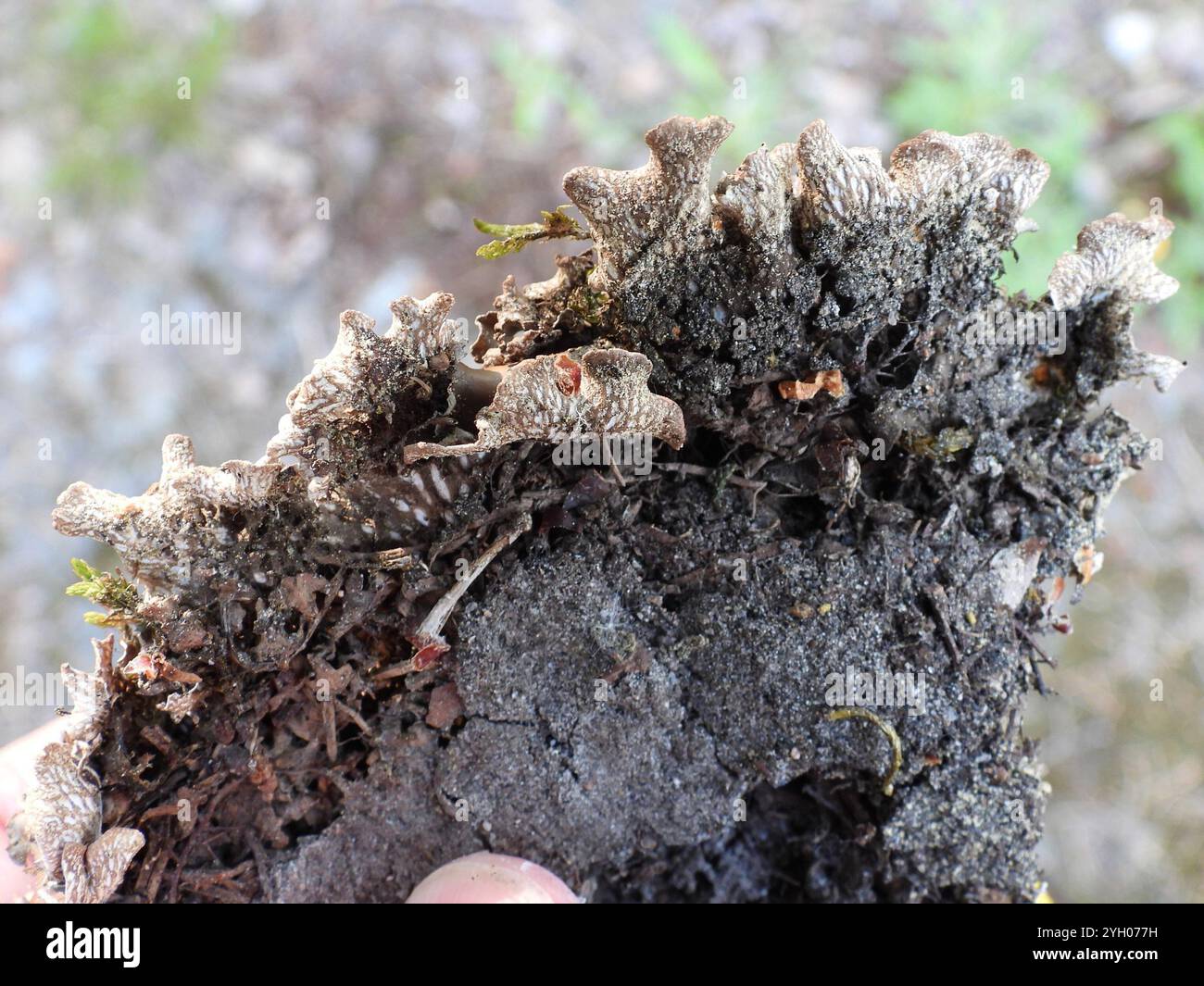 many-fruited pelt lichen (Peltigera polydactylon Stock Photo - Alamy