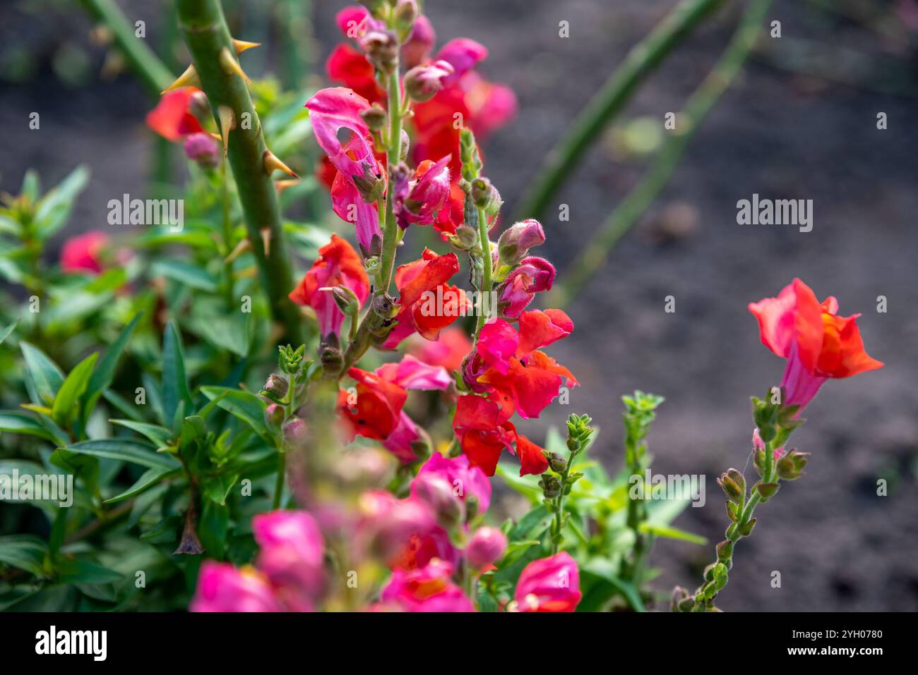 Dragon flower hi-res stock photography and images - Alamy