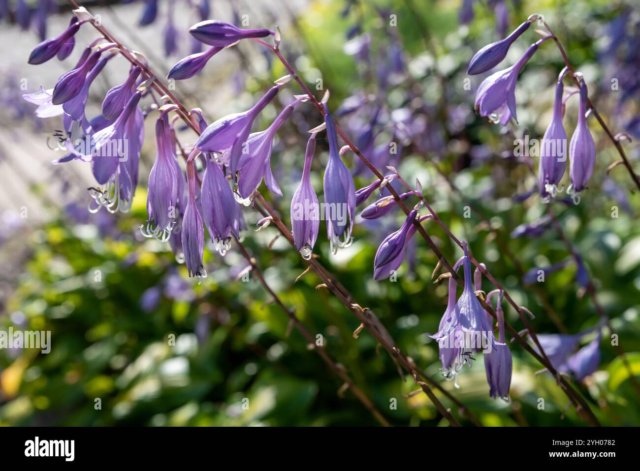 Flowers hostas hi-res stock photography and images - Alamy