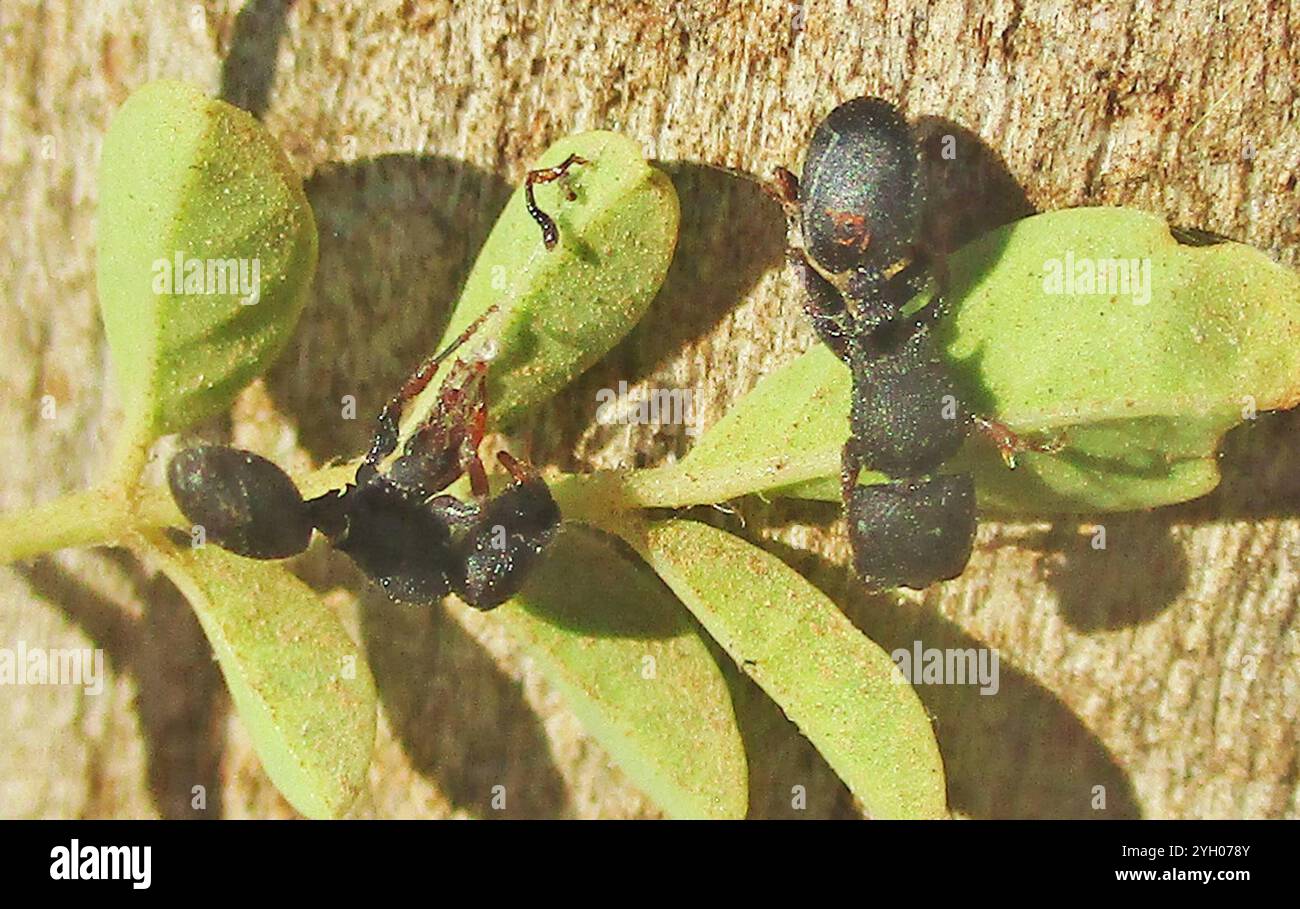 Sculpted Tree ants (Cataulacus Stock Photo - Alamy
