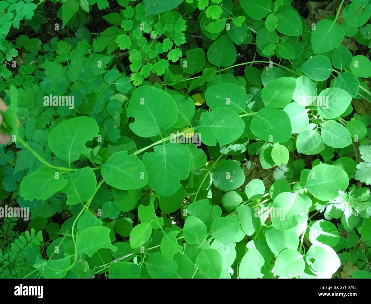 Grape Honeysuckle (Lonicera reticulata Stock Photo - Alamy