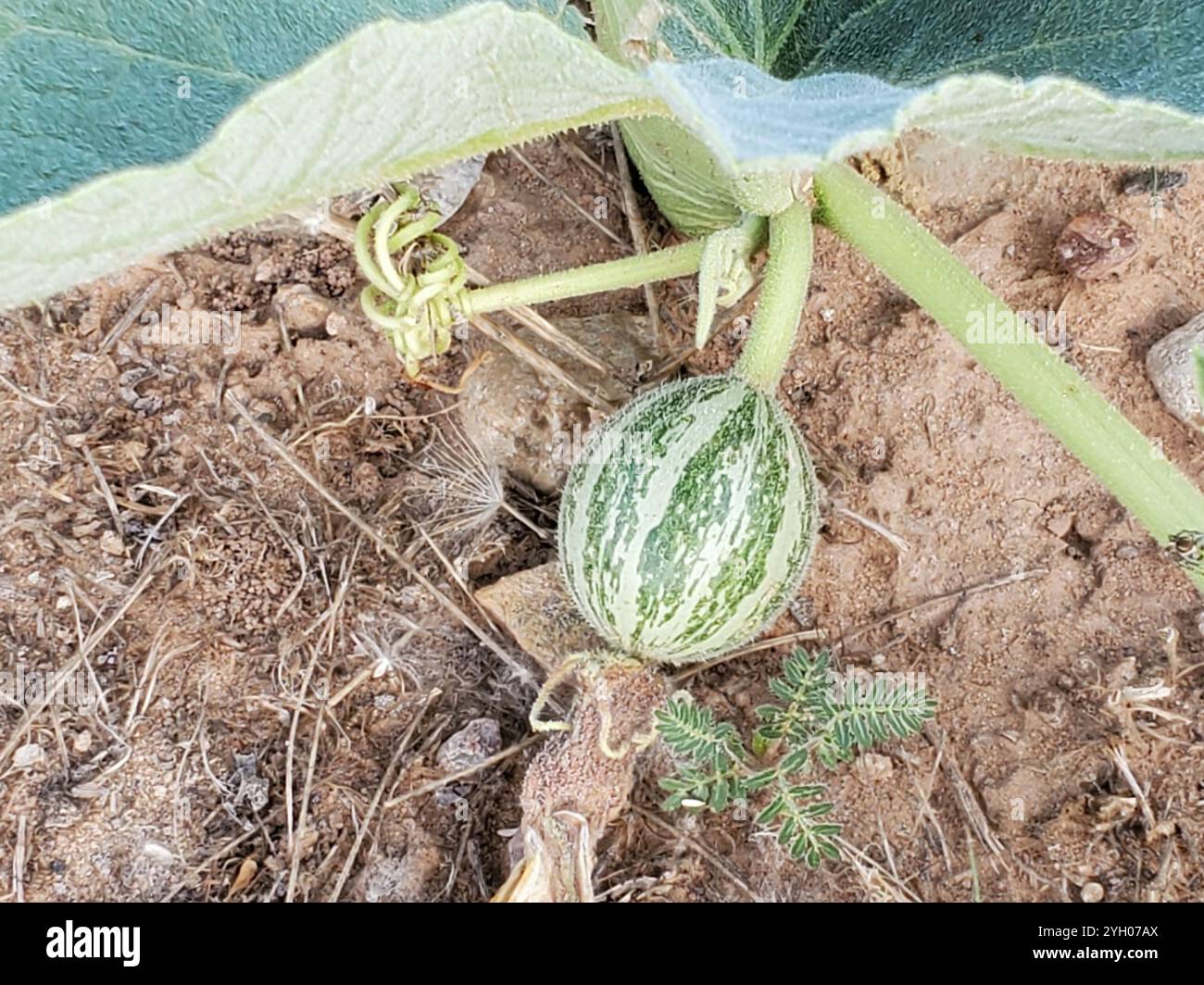 Cucurbita foetidissima hi-res stock photography and images - Alamy