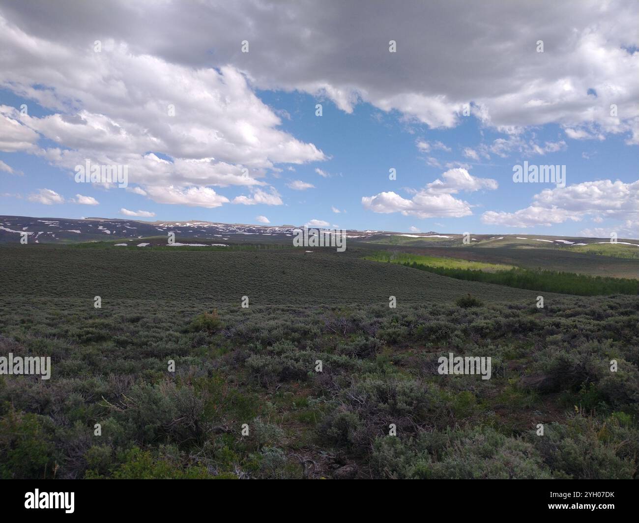 Big Sagebrush (Artemisia tridentata Stock Photo - Alamy