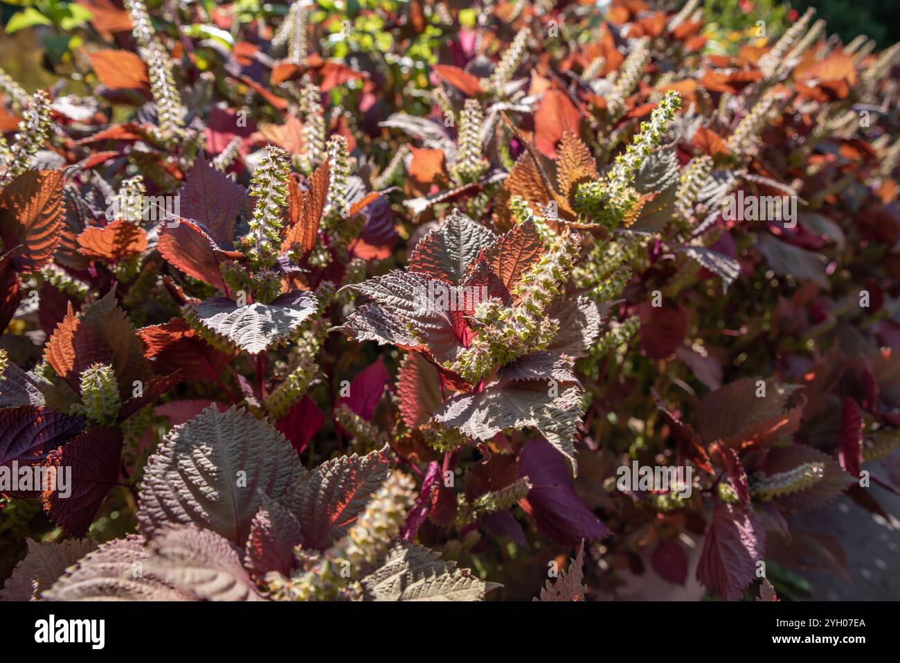 Perilla frutescens garden herb hi-res stock photography and images - Alamy