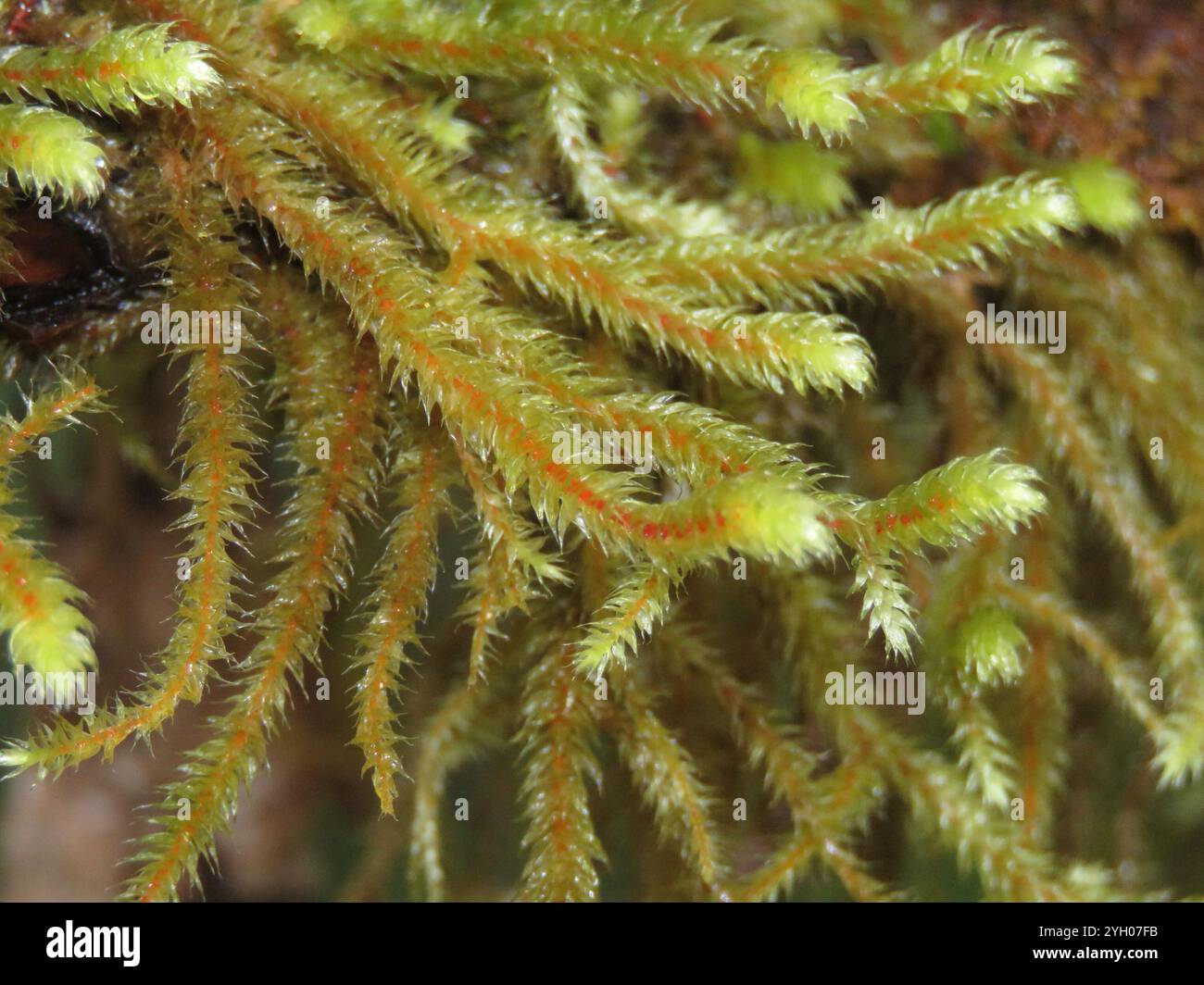Pendulous Wing-moss (Antitrichia curtipendula Stock Photo - Alamy