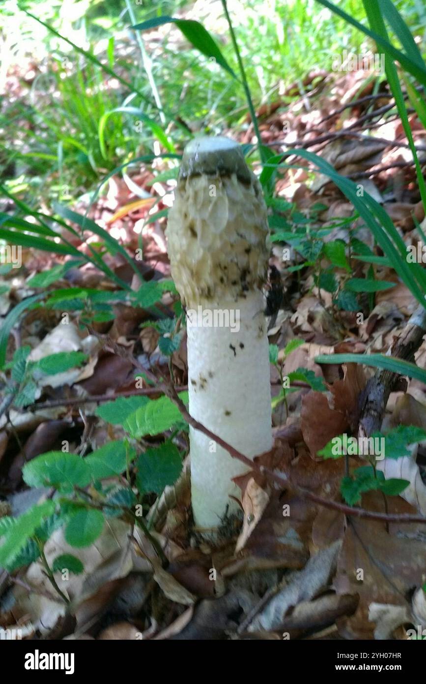 common stinkhorn (Phallus impudicus Stock Photo - Alamy