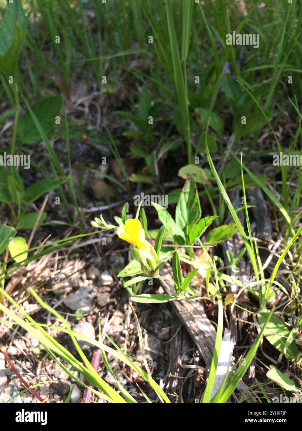 Small Sundrops (Oenothera perennis Stock Photo - Alamy