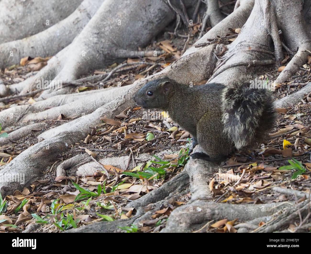 Taiwan Squirrel (Callosciurus erythraeus thaiwanensis Stock Photo - Alamy
