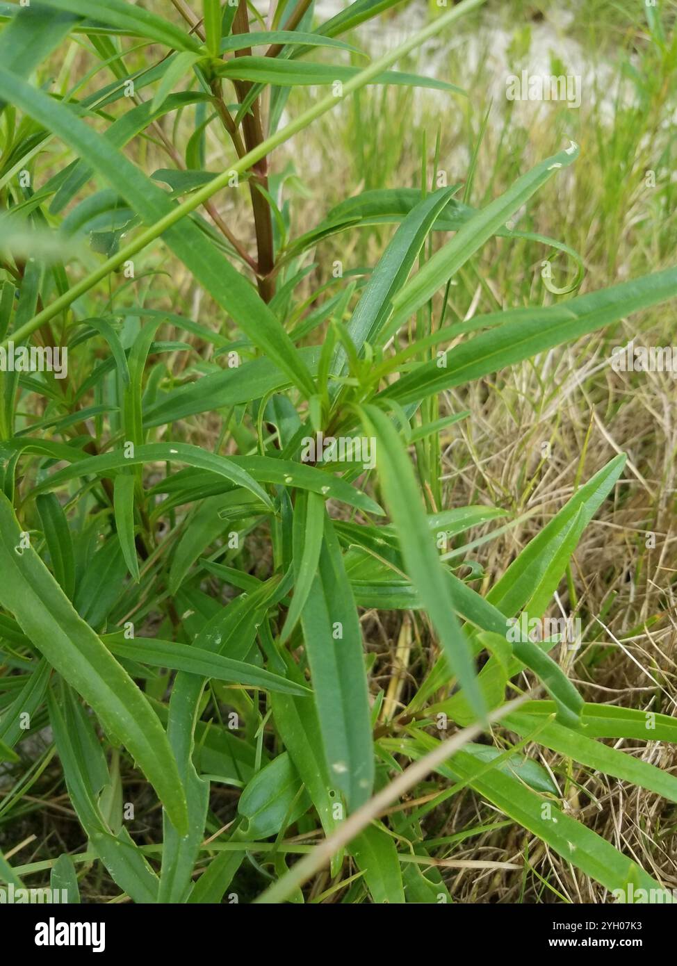 Narrowleaf Yellowtops (Flaveria linearis Stock Photo - Alamy