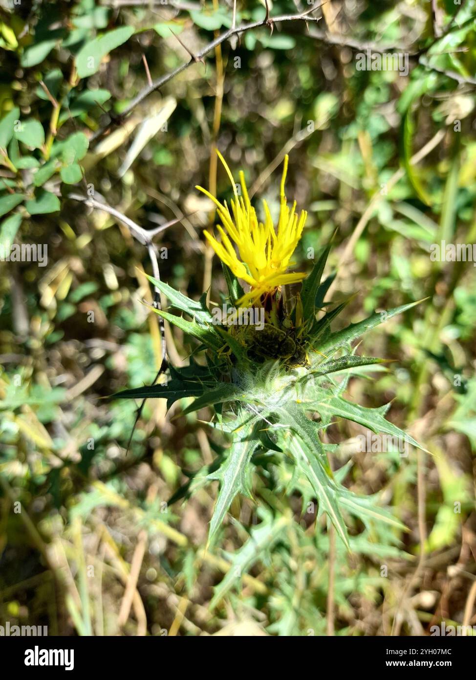 woolly distaff thistle (Carthamus lanatus Stock Photo - Alamy