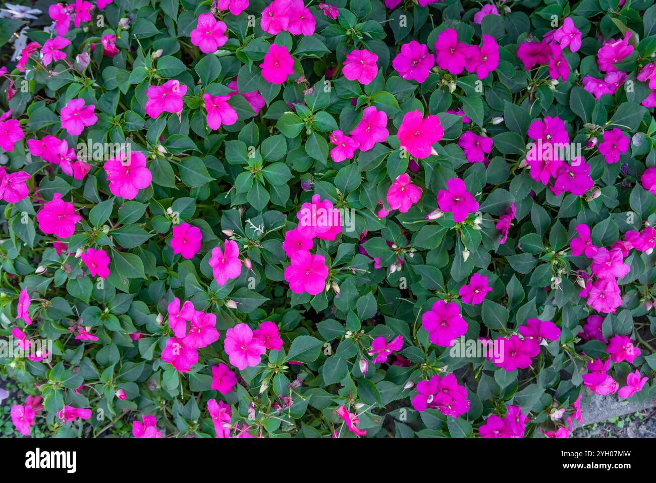 Impatiens walleriana hi-res stock photography and images - Alamy