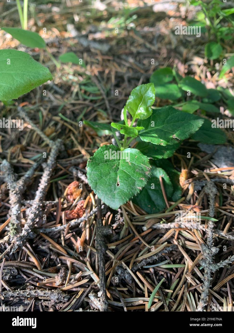 one-sided wintergreen (Orthilia secunda Stock Photo - Alamy