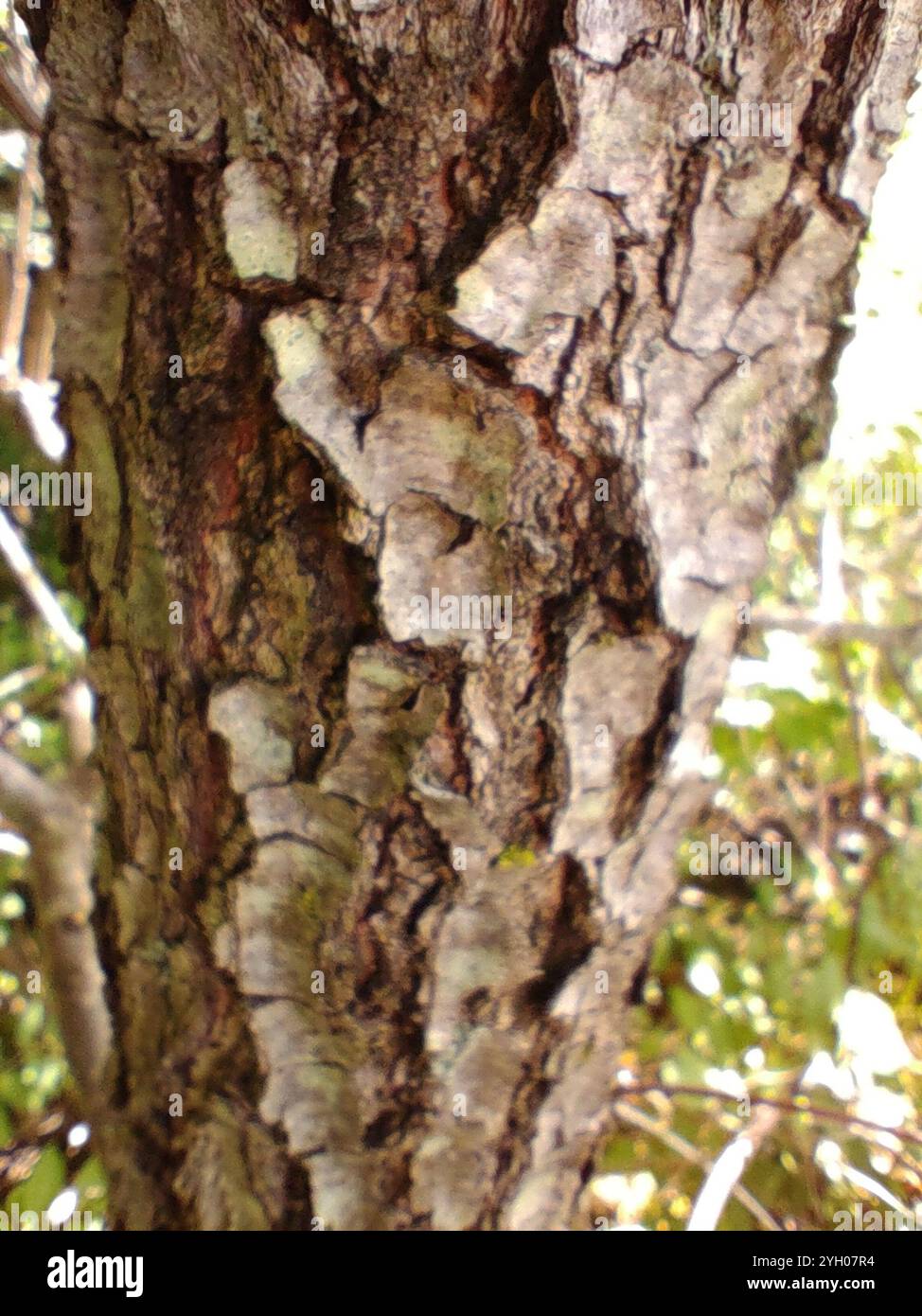 shingle oak (Quercus imbricaria Stock Photo - Alamy