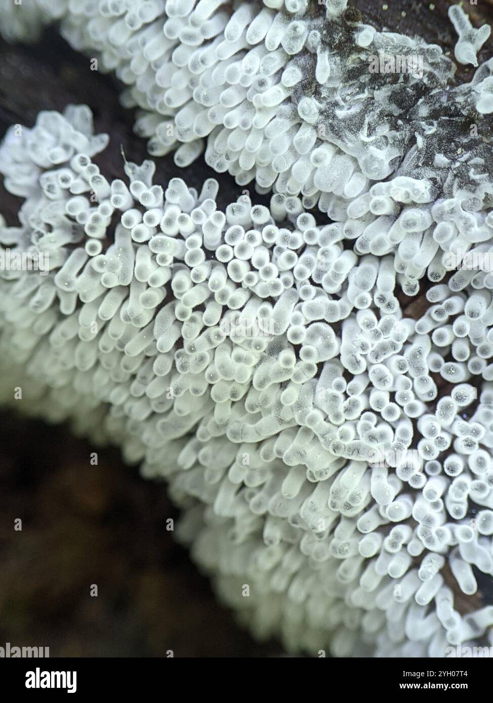 Honeycomb Coral Slime Mold (Ceratiomyxa fruticulosa Stock Photo - Alamy