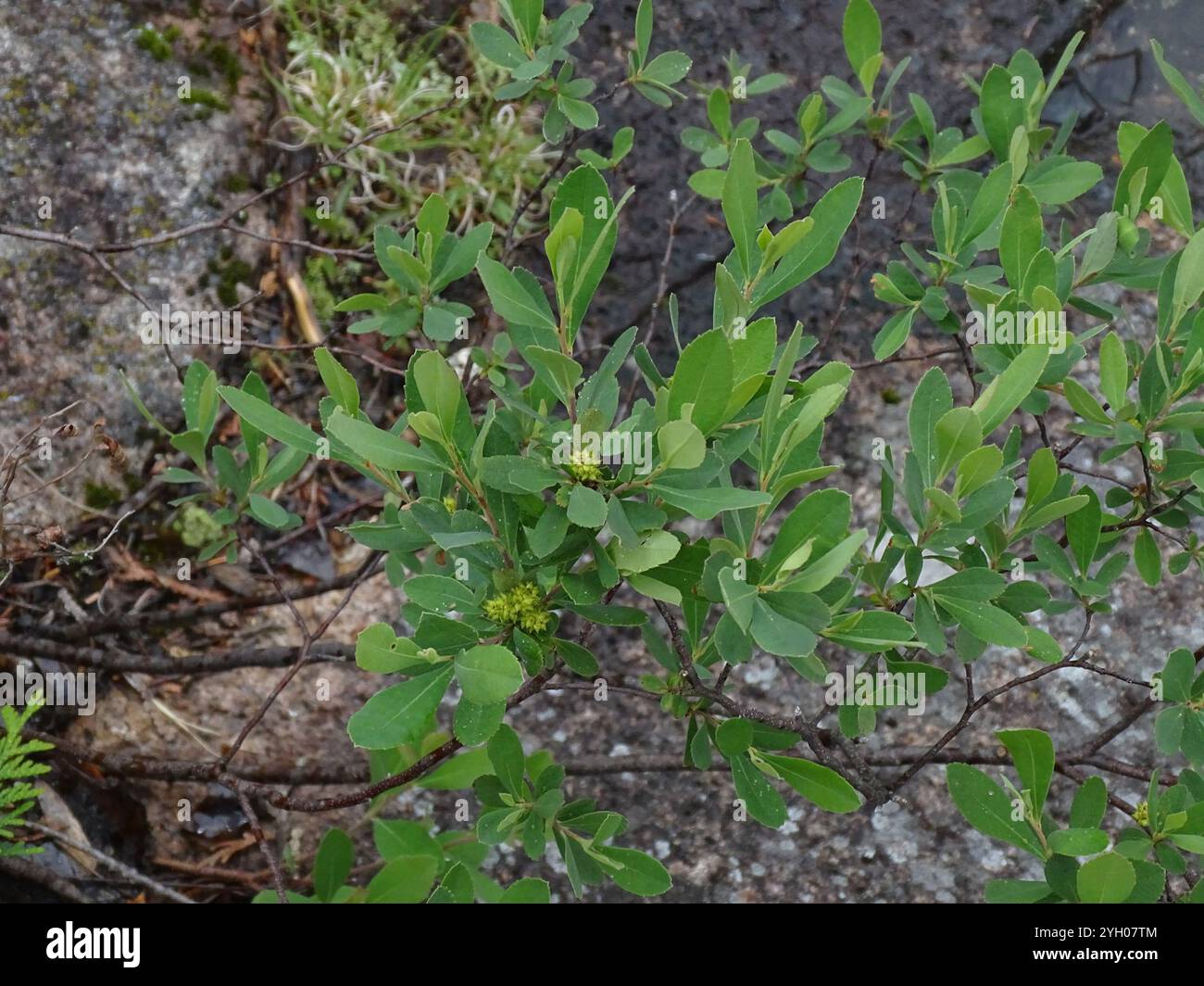 bog myrtle (Myrica gale Stock Photo - Alamy