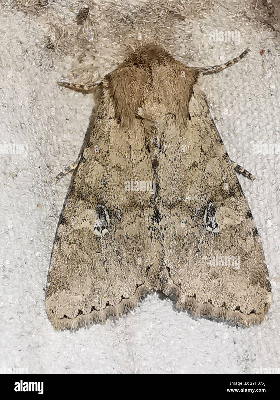 Sordens hi-res stock photography and images - Alamy