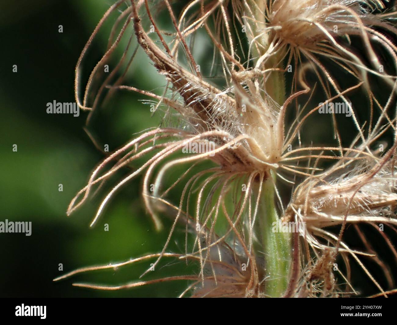 buffelgrass (Cenchrus ciliaris Stock Photo - Alamy