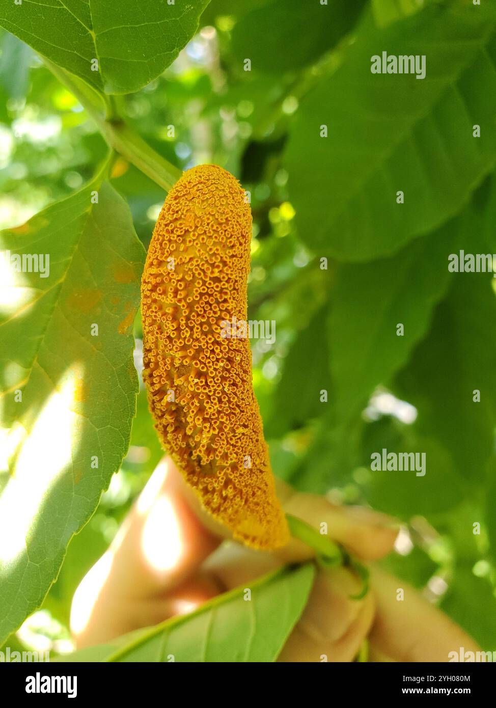 rust fungi (Pucciniales Stock Photo - Alamy