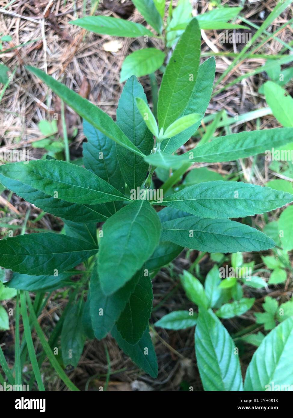 Prairie Sage (Salvia azurea grandiflora Stock Photo - Alamy