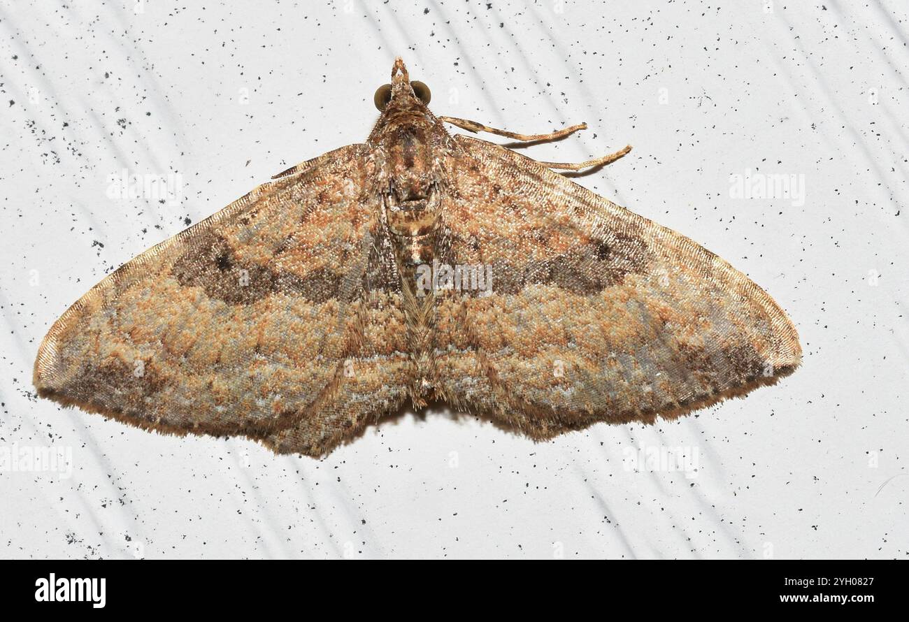 Gem Moth (Orthonama obstipata Stock Photo - Alamy