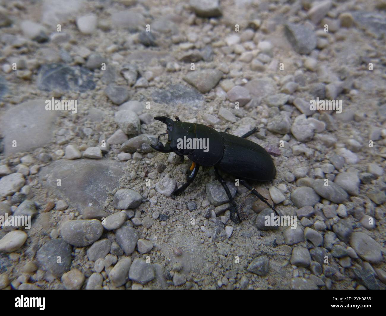 Lesser Stag Beetle (Dorcus parallelipipedus Stock Photo - Alamy